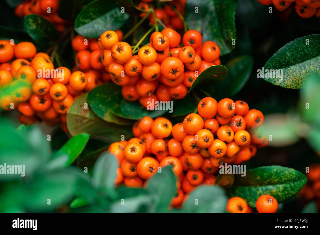 Pyracantha coccinea in garden, Firethorn berries in the fall season ...