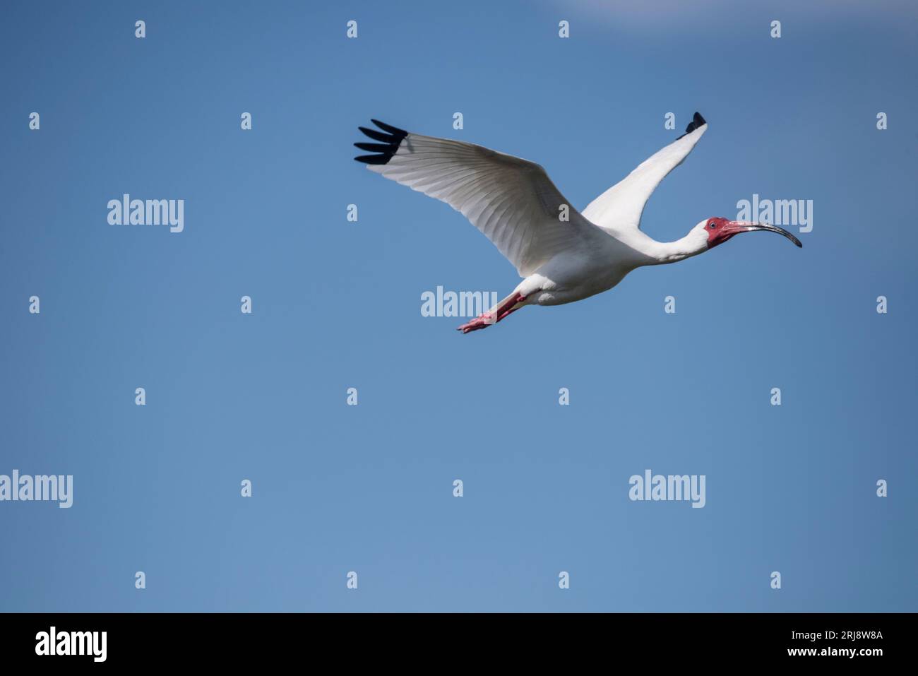 White ibis flying against a plain sky background, South Padre Island ...