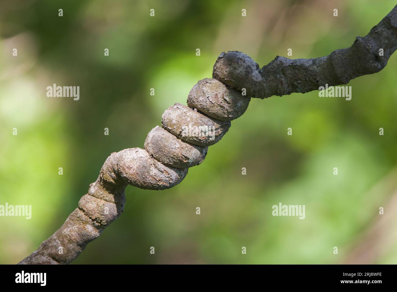 A twisted vine denoting the concepts of pressure, worry, stress ...