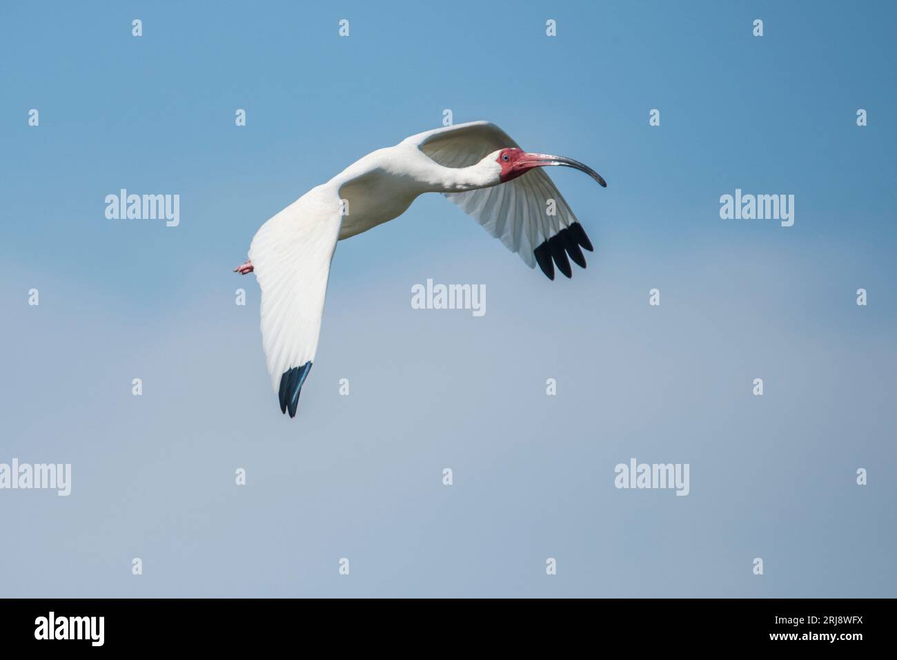 White ibis flying against a plain sky background, South Padre Island ...