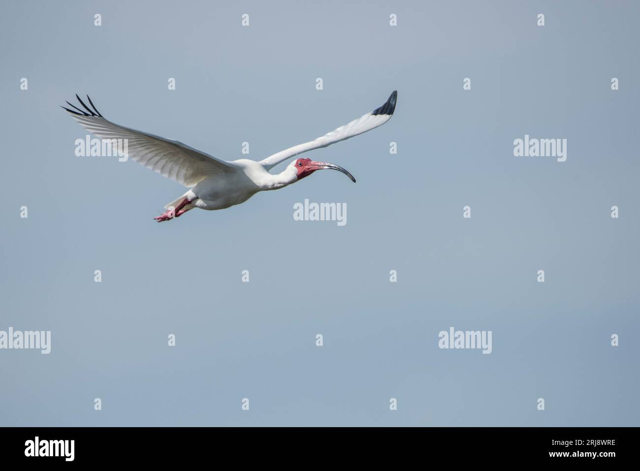 American white ibis flying hi-res stock photography and images - Alamy