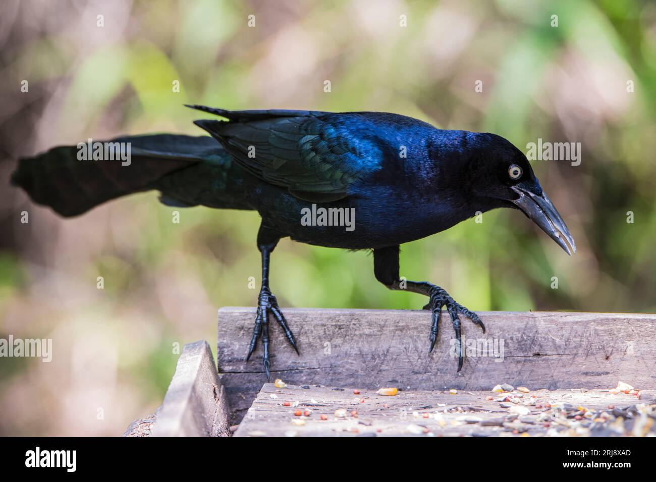 A male great-tailed grackle standing on a bird feeding platform at ...