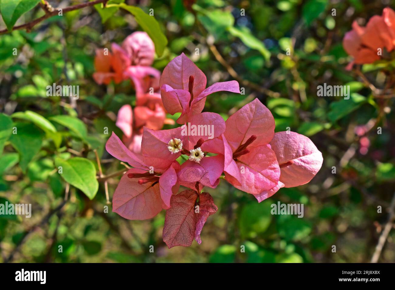 Salmon bougainvillea flowers (Bougainvillea spectabilis Stock Photo - Alamy
