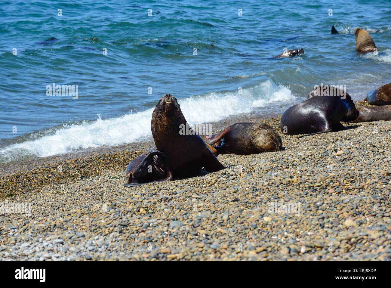 Sea lion colony in Santa Cruz Province, Patagonia, Argentina Stock ...