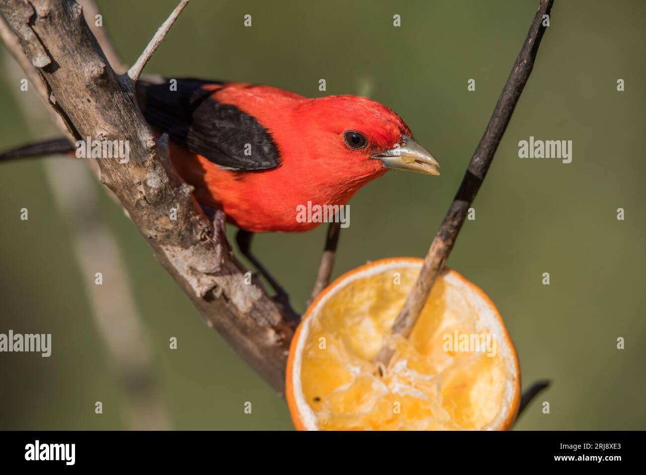 Scarlet Tanager