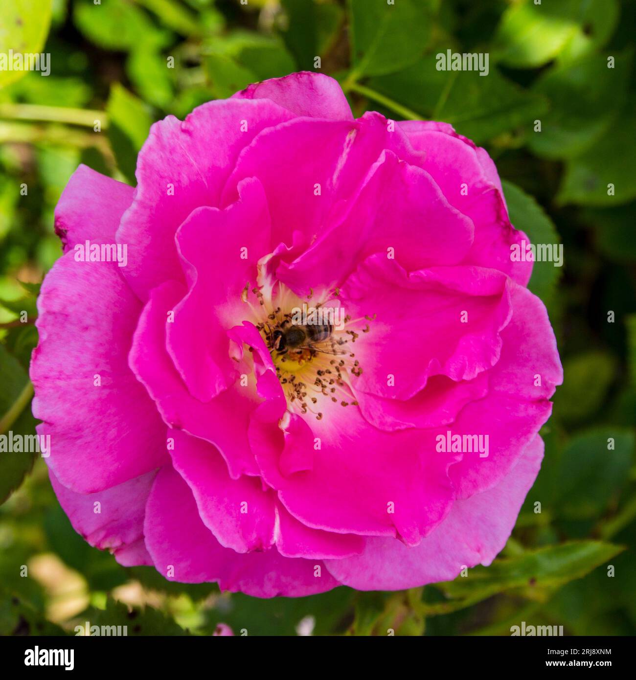 Bee on rose hi-res stock photography and images - Alamy