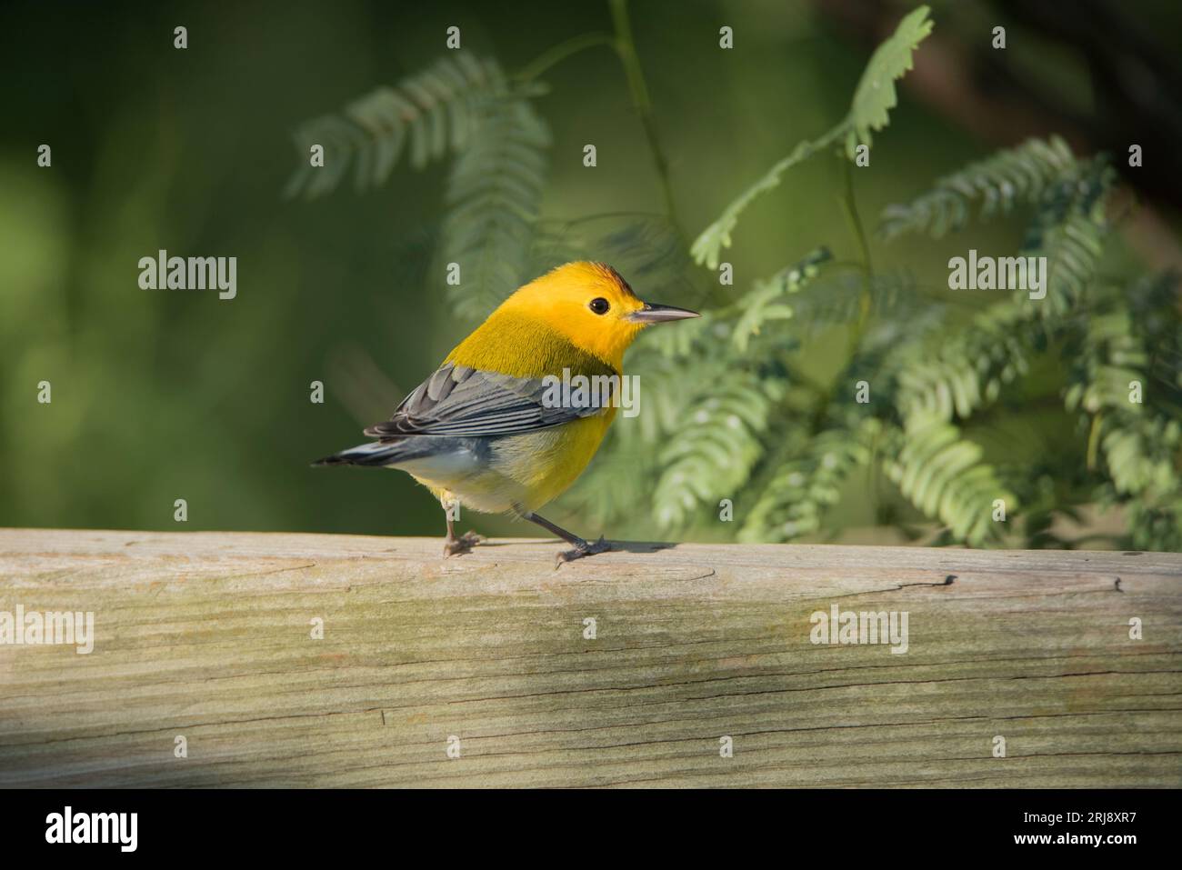 A northern parula, a small warbler, on a fence at South Padre Island ...