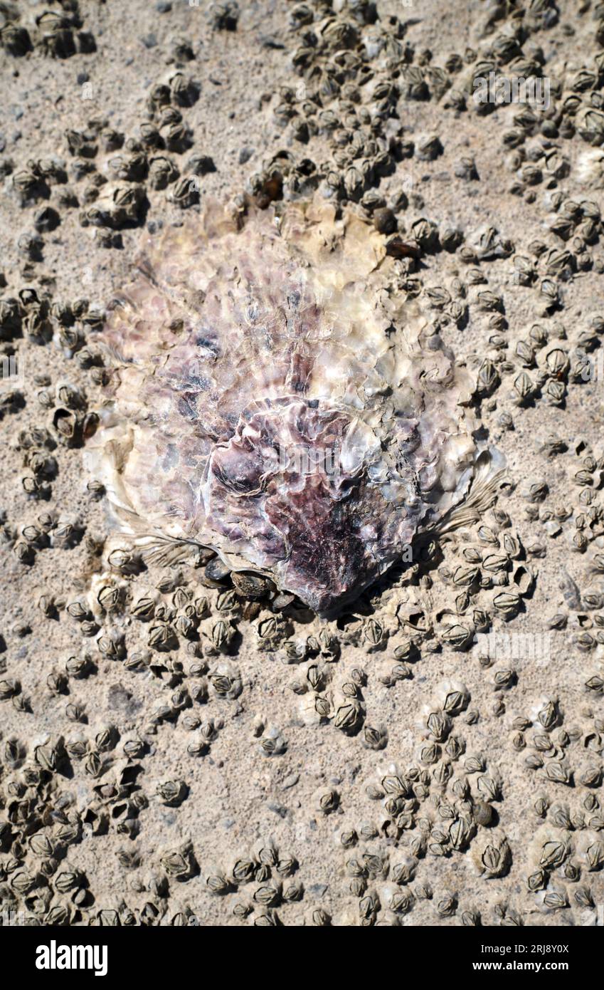 Limpet shell hi-res stock photography and images - Alamy