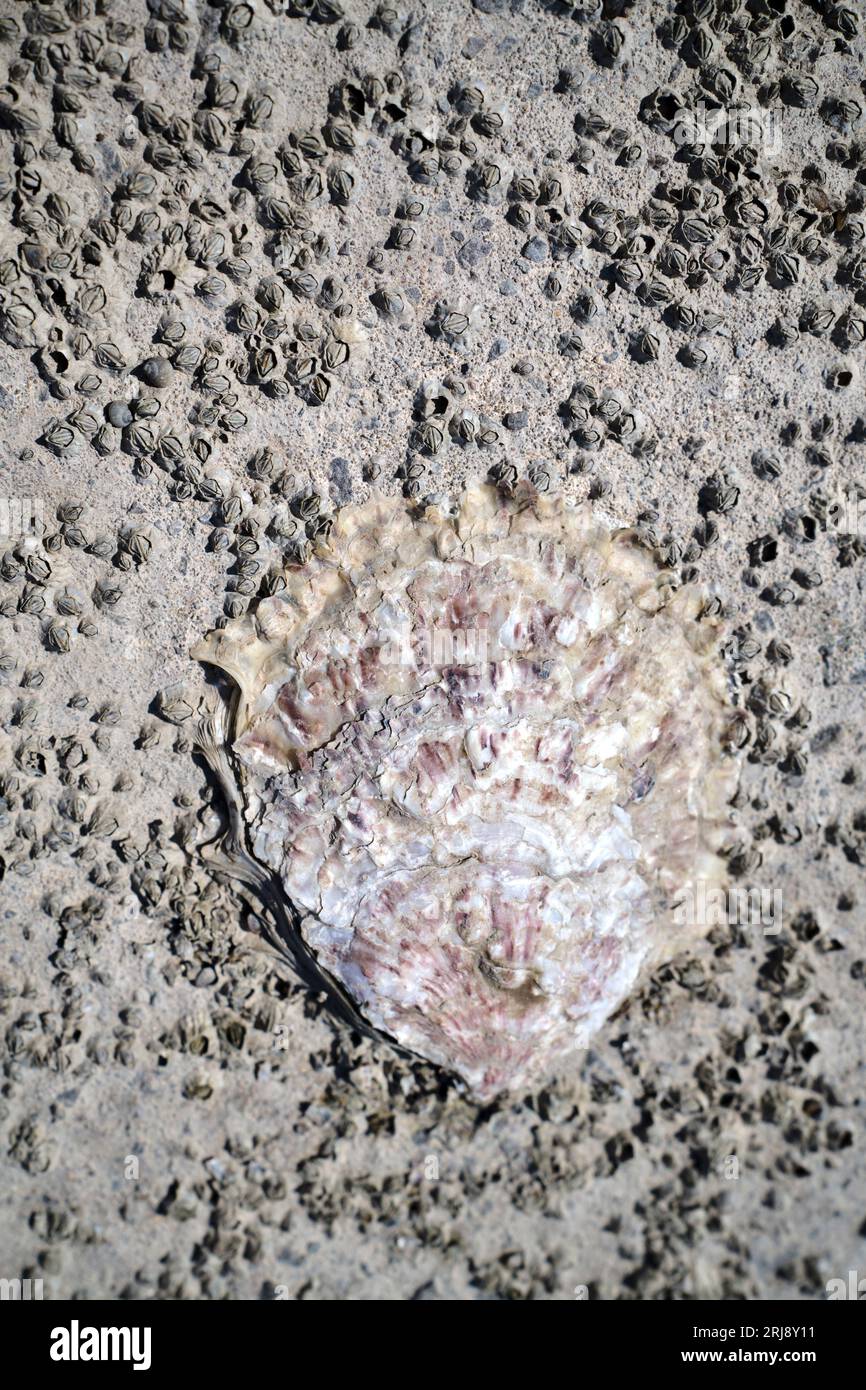 Limpet shell hi-res stock photography and images - Alamy
