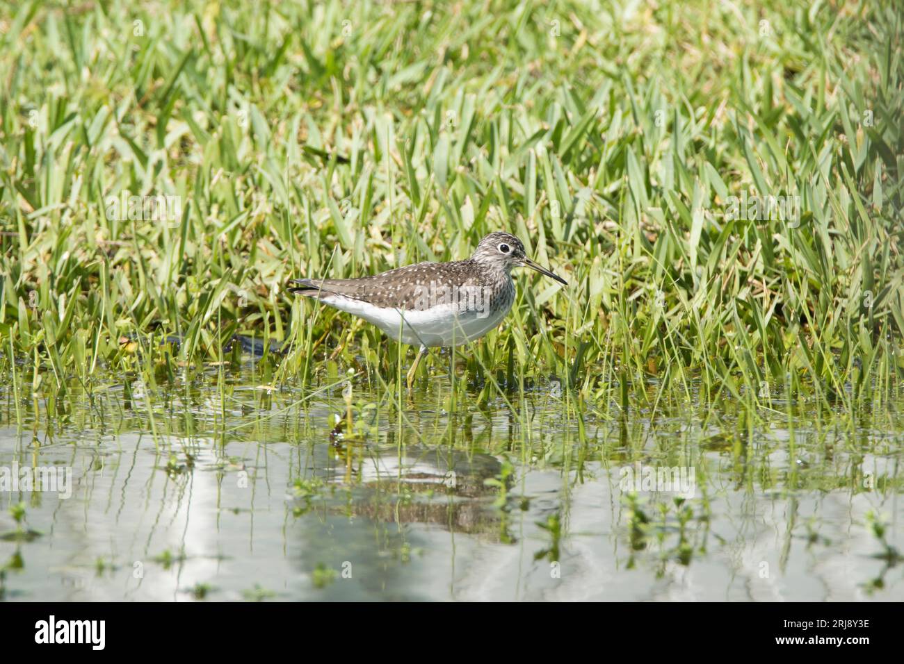 A solitary Sandpiper, a small shorebird, wades in flooded grass, South ...