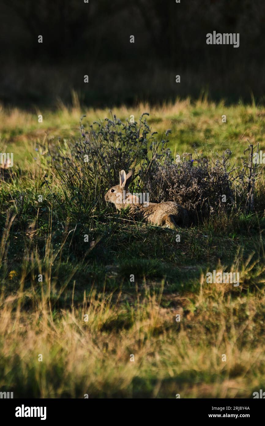 A young, white rabbit perched atop a lush bed of green grass, with a ...