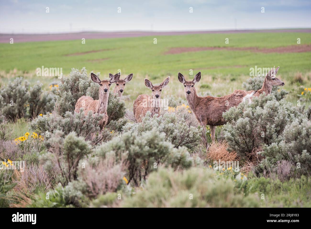 Female mule deer hi-res stock photography and images - Alamy