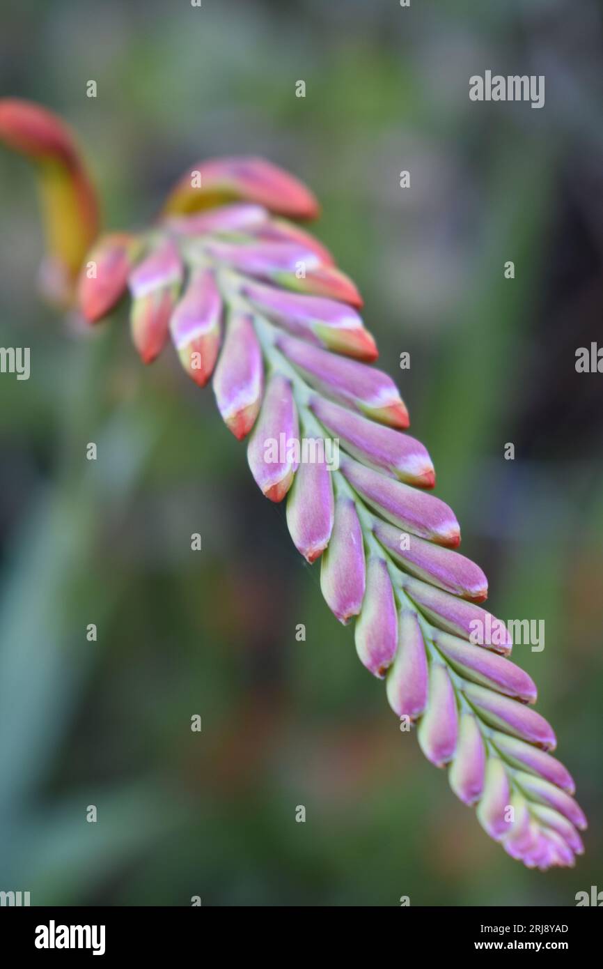 Local San Diego Flora and fauna Stock Photo - Alamy