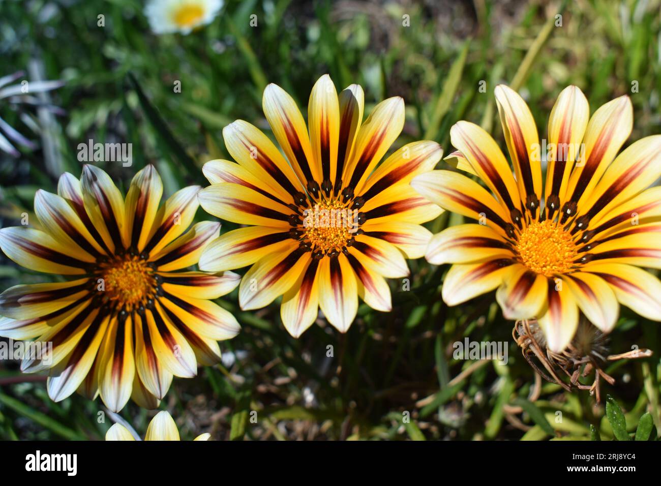 Flora and fauna patterns hi-res stock photography and images - Alamy