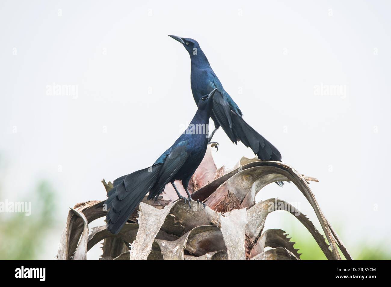Male adult Great-tailed Grackles displaying and challenging each other ...