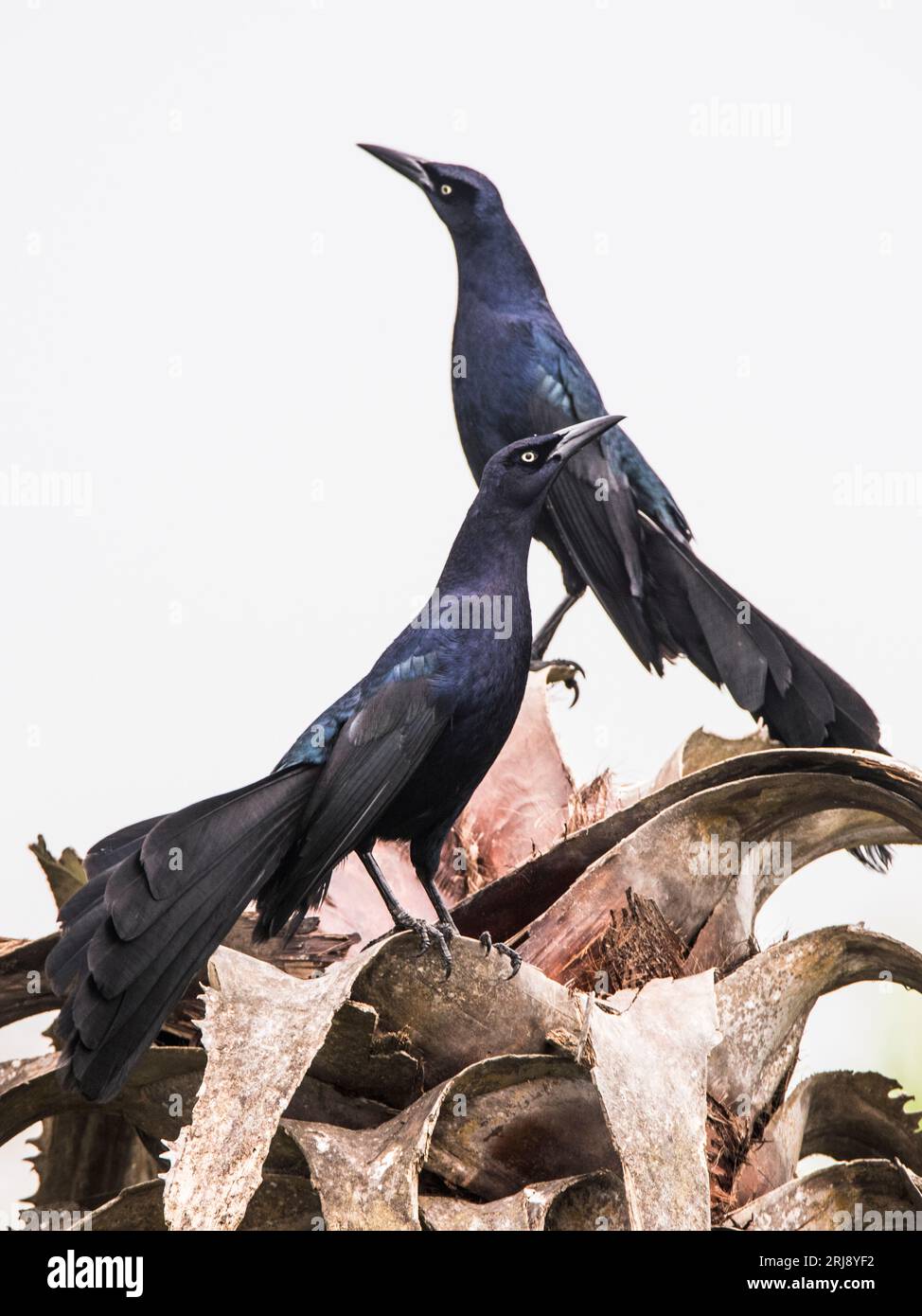 Male adult Great-tailed Grackles displaying and challenging each other, Leona Turnbull birding ...