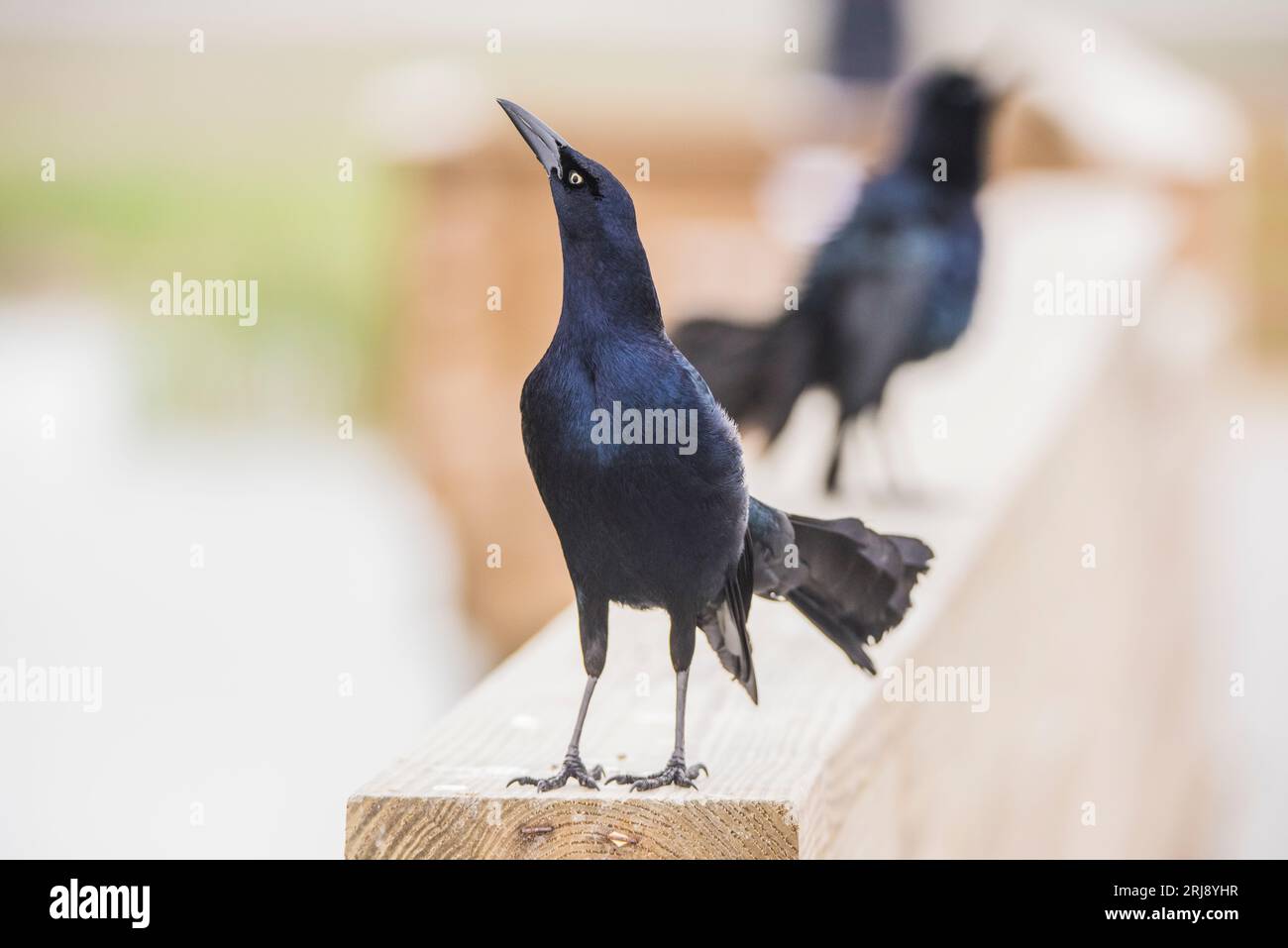 Male adult Great-tailed Grackles displaying and challenging each other ...