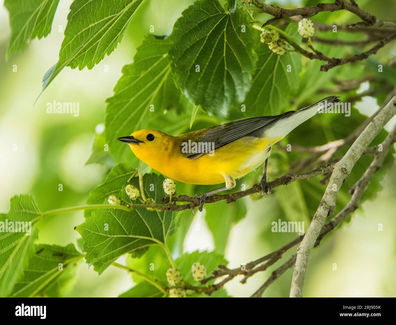 The prothonotary warbler (Protonotaria citrea) is a small songbird of ...