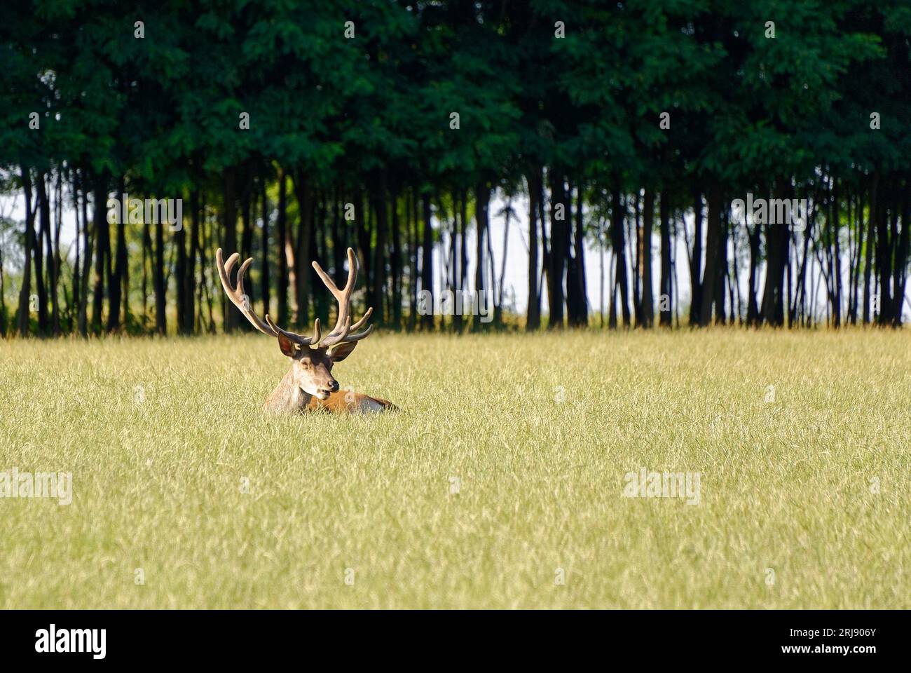 A magnificent red deer lying in a lush, sunlit meadow Stock Photo - Alamy