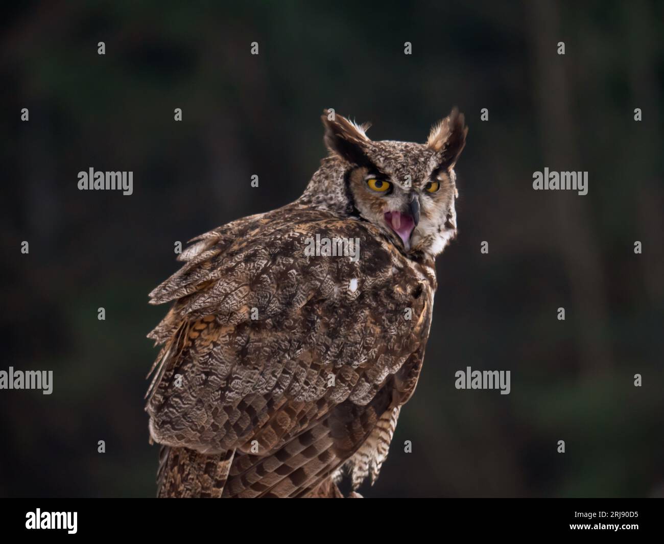 A handsome male Great-Horned Owl (Bubo Virginianus) crying. It is ...