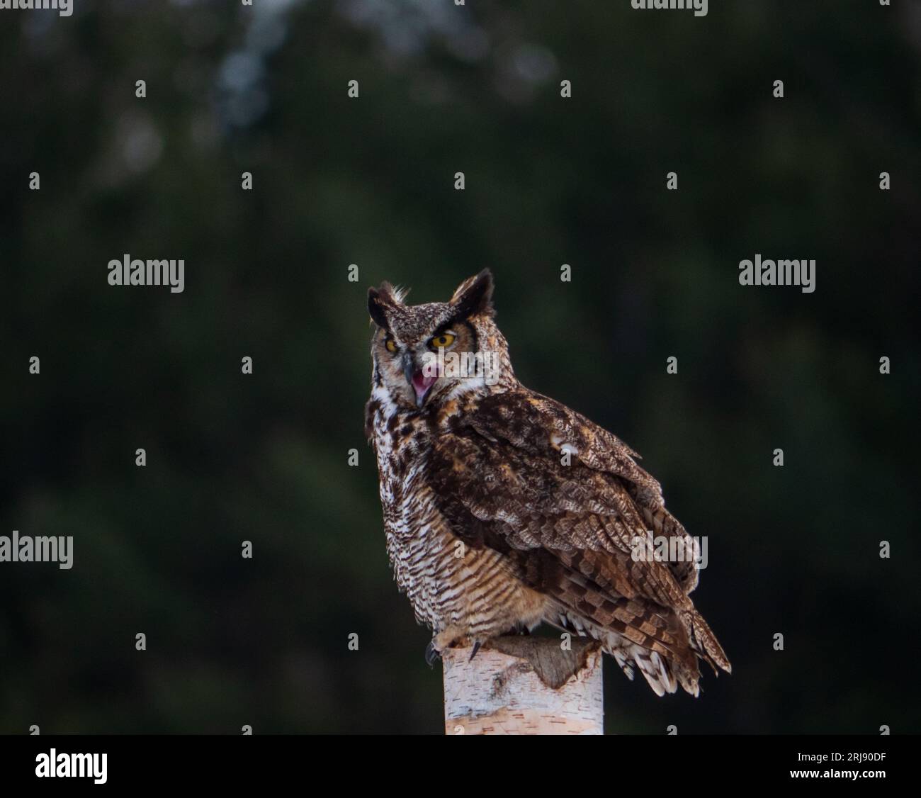 A handsome male Great-Horned Owl (Bubo Virginianus) crying. It is ...