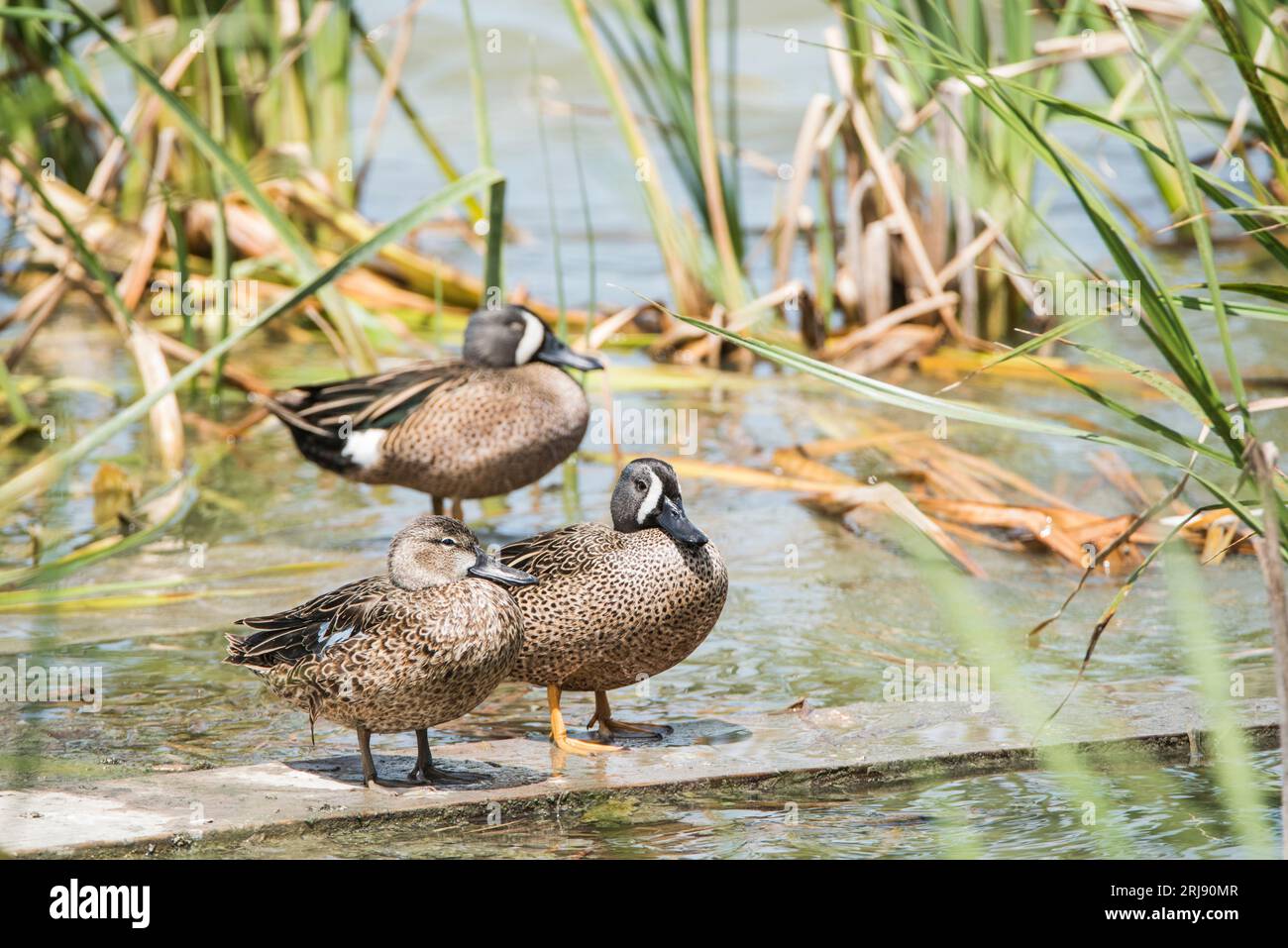 The blue-winged teal (Spatula discors) is a species of bird in family ...