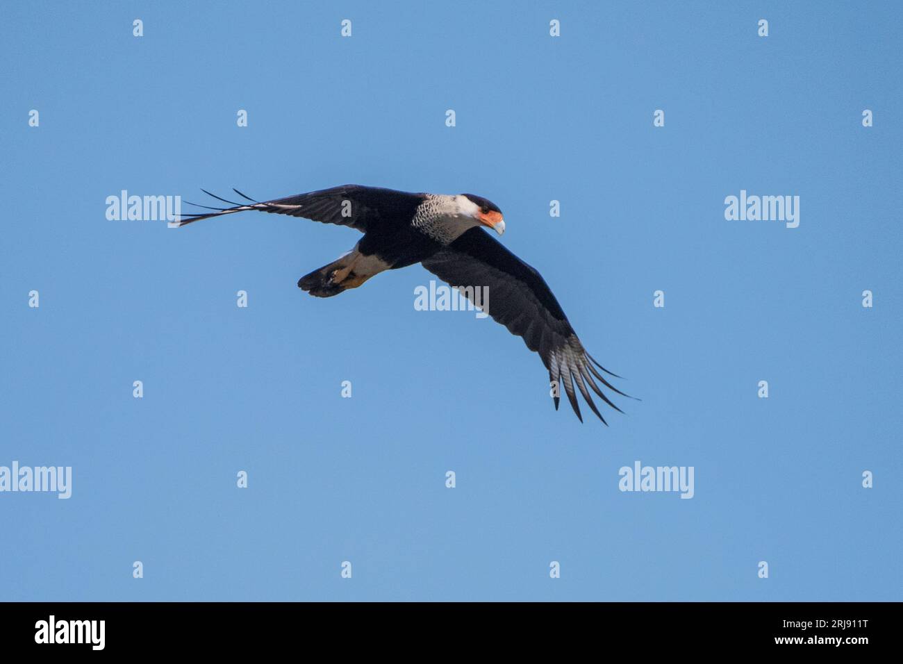 A crested caracara, raptor, bird of prey, near Corpus Christi, Texas ...