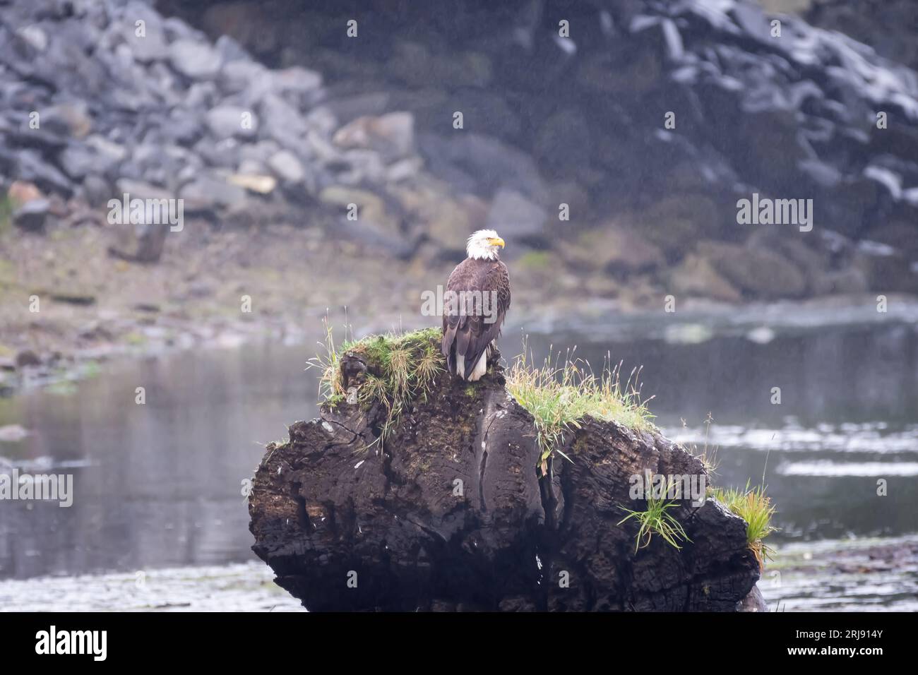 One bald eagle feather isolated hi-res stock photography and images - Alamy