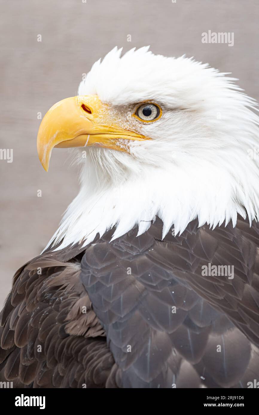 Close-up shot of a bald eagle's face. Imposing animal of great strength ...