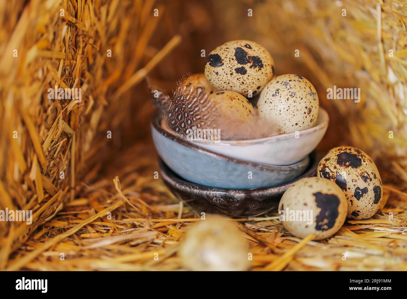 Quail eggs with feathers in clay cups set in the straw.Small speckled ...