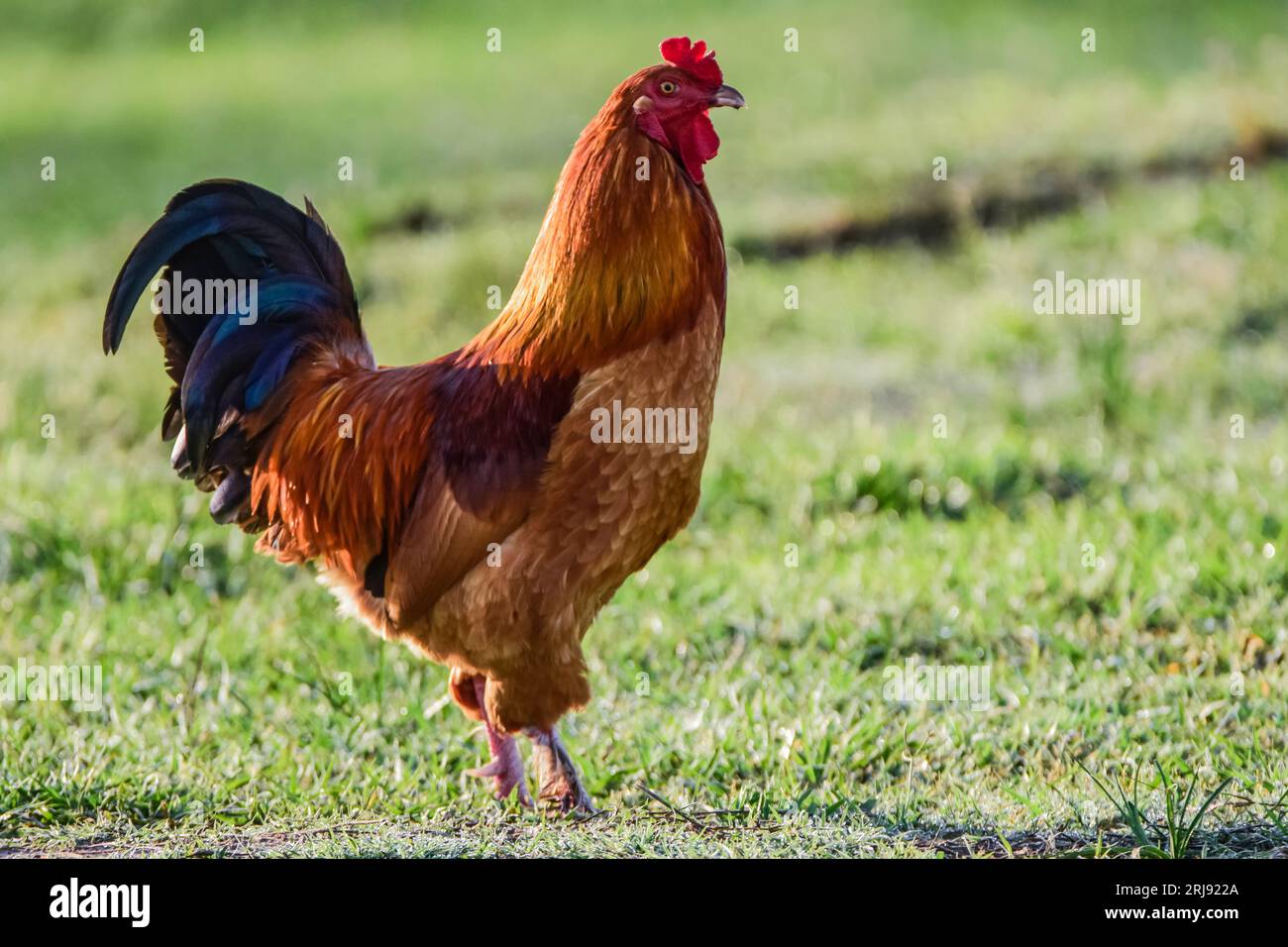 A tough rooster (chicken) patrols his kingdom at a farm in Texas, USA ...
