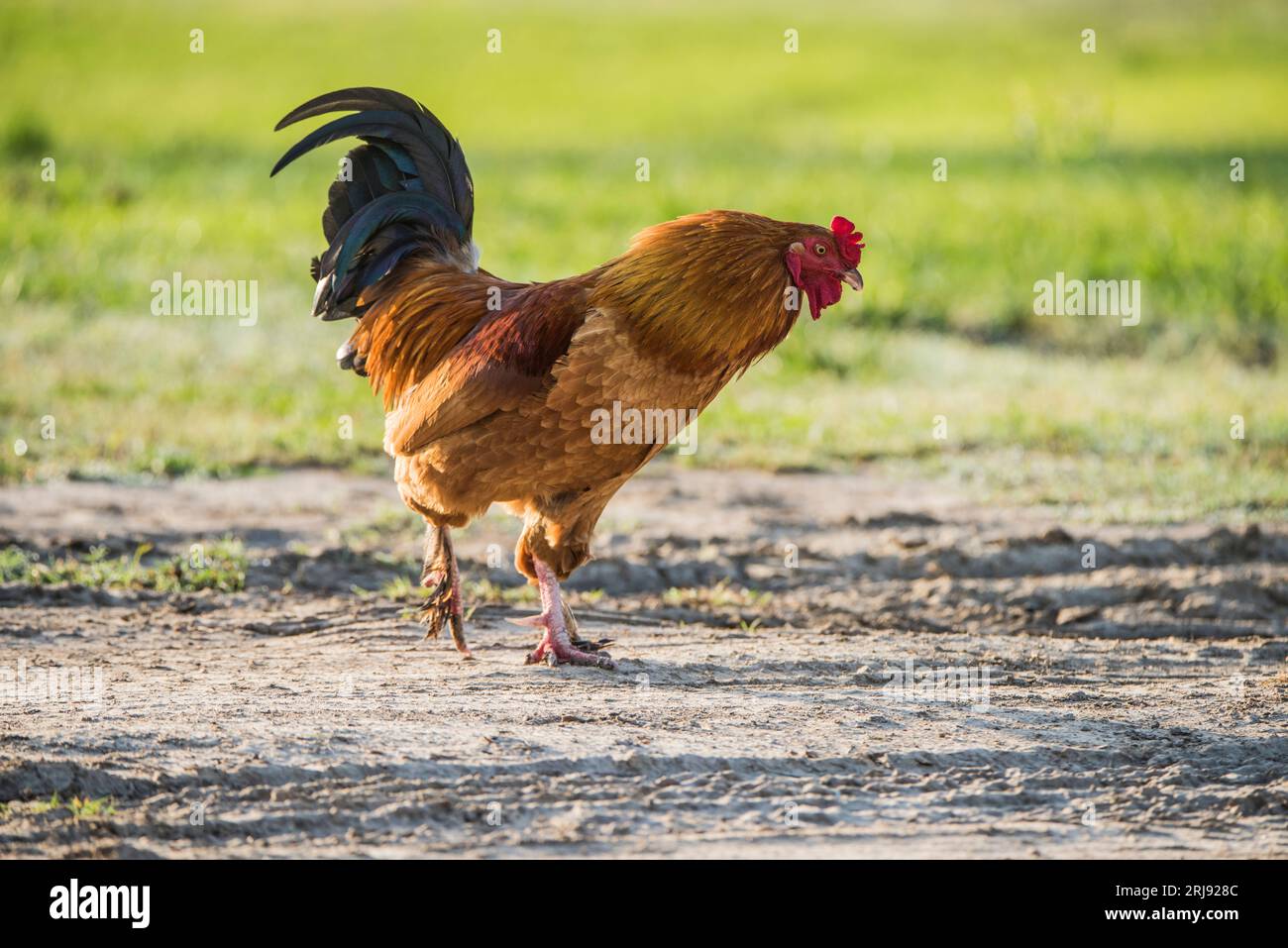 A tough rooster (chicken) patrols his kingdom at a farm in Texas, USA ...