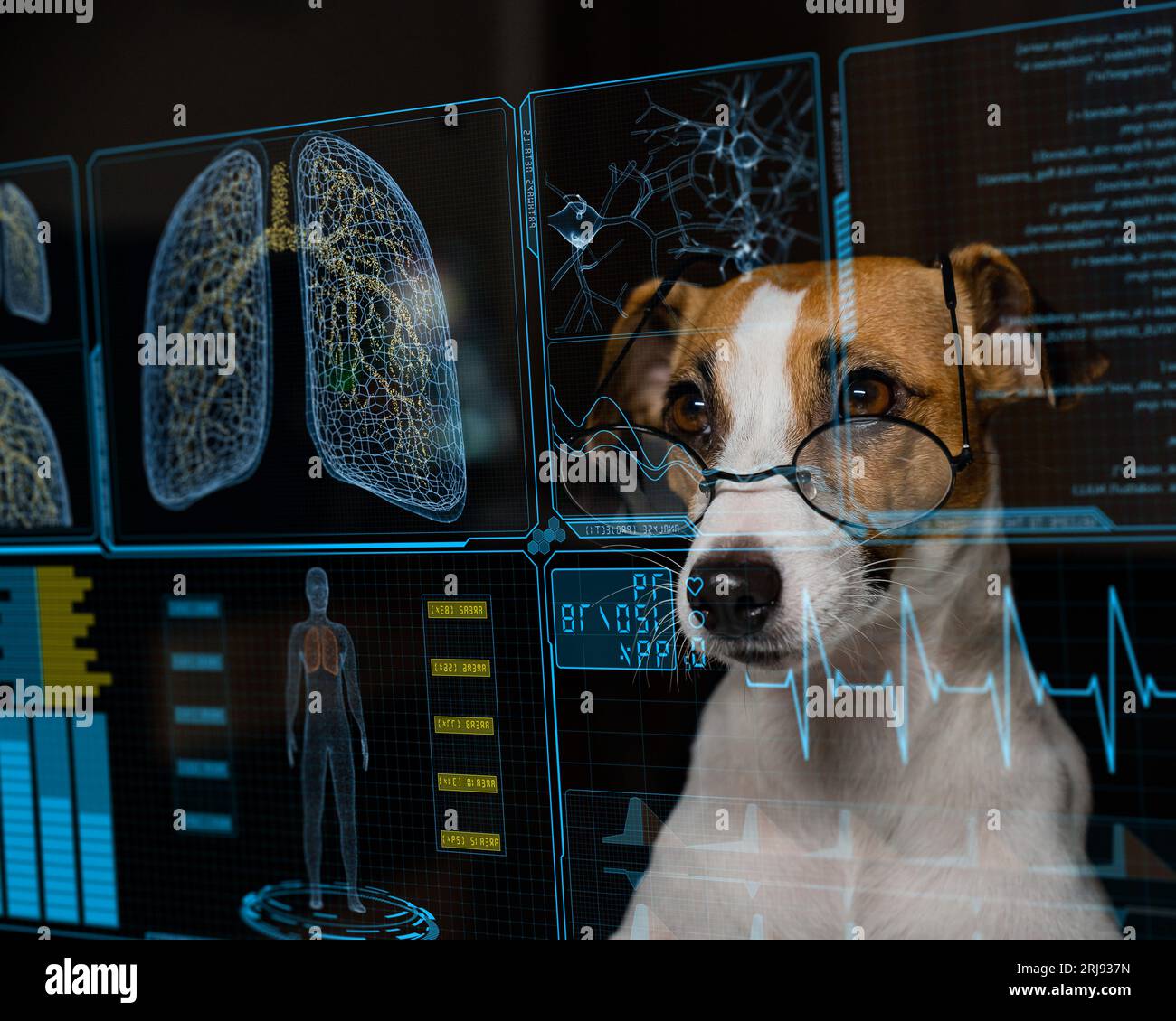 Jack Russell Terrier dog looks at a virtual screen with a medical ...