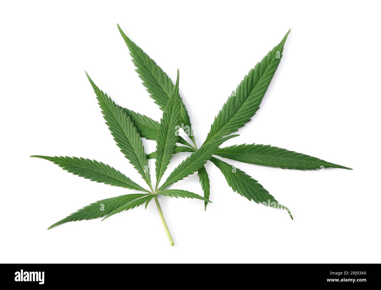 Cannabis leaves industrial hemp Cut Out Stock Images & Pictures - Alamy