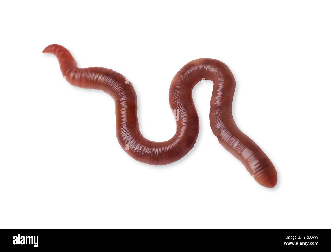 One earthworm isolated on white. Terrestrial invertebrates Stock Photo ...