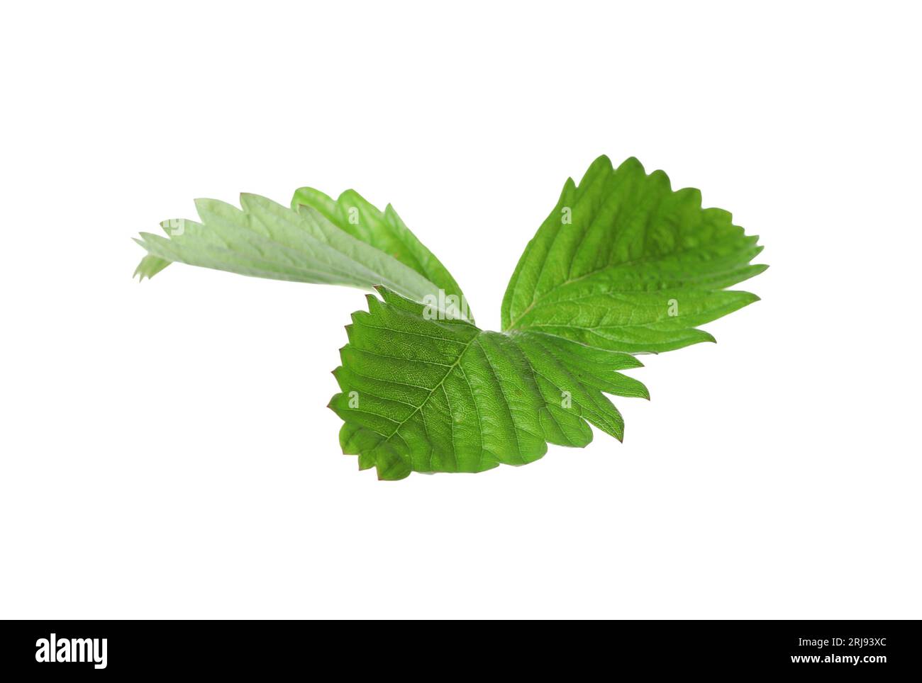 Green wild strawberry leaf isolated on white Stock Photo - Alamy