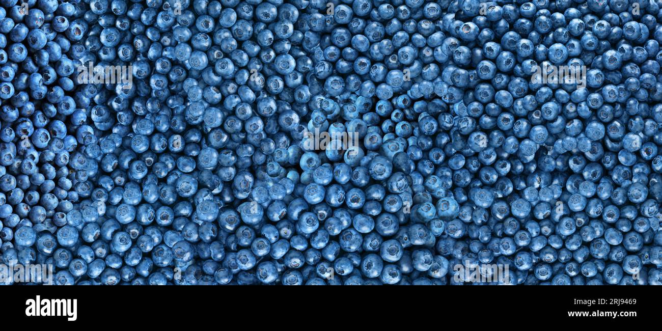 Fresh blueberries as background, top view. Banner design Stock Photo ...