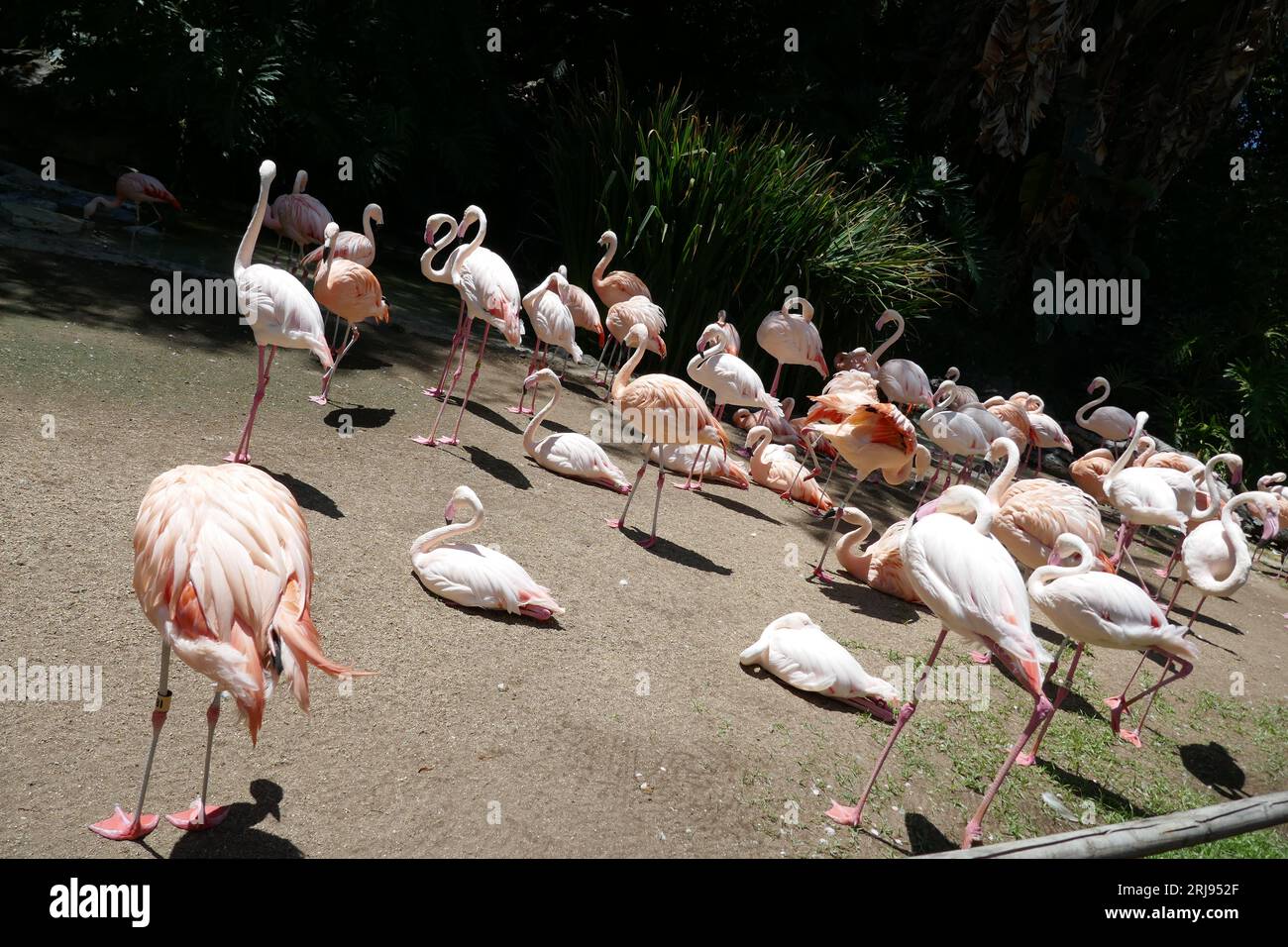 Los Angeles, California, USA 4th August 2023 Flamingos LA Zoo on August ...