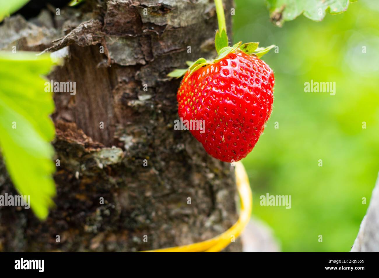 Close-up of ripe red strawberries growing on brown tree branches, with ...