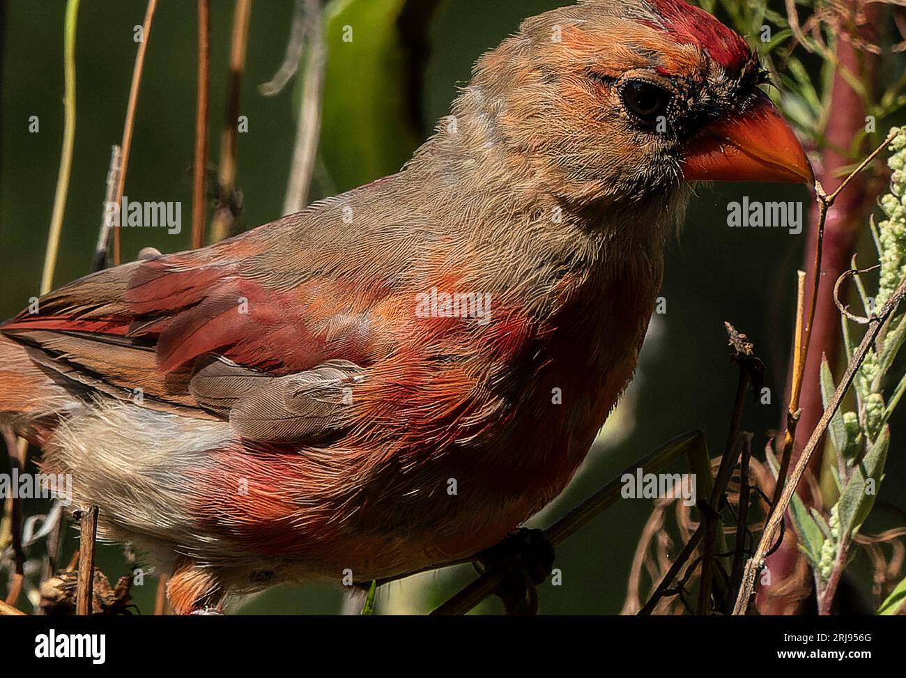 Molting cardinal hi-res stock photography and images - Alamy