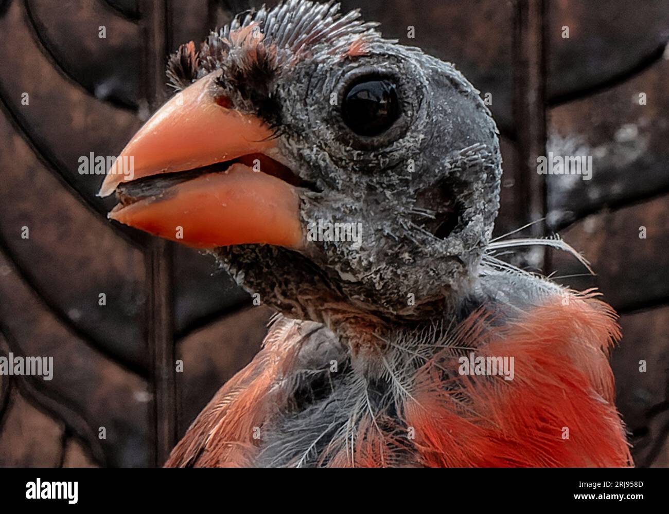 Molting cardinal hi-res stock photography and images - Alamy