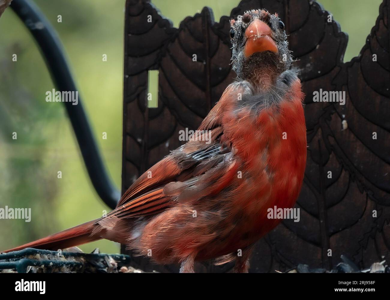 Molting cardinal hi-res stock photography and images - Alamy
