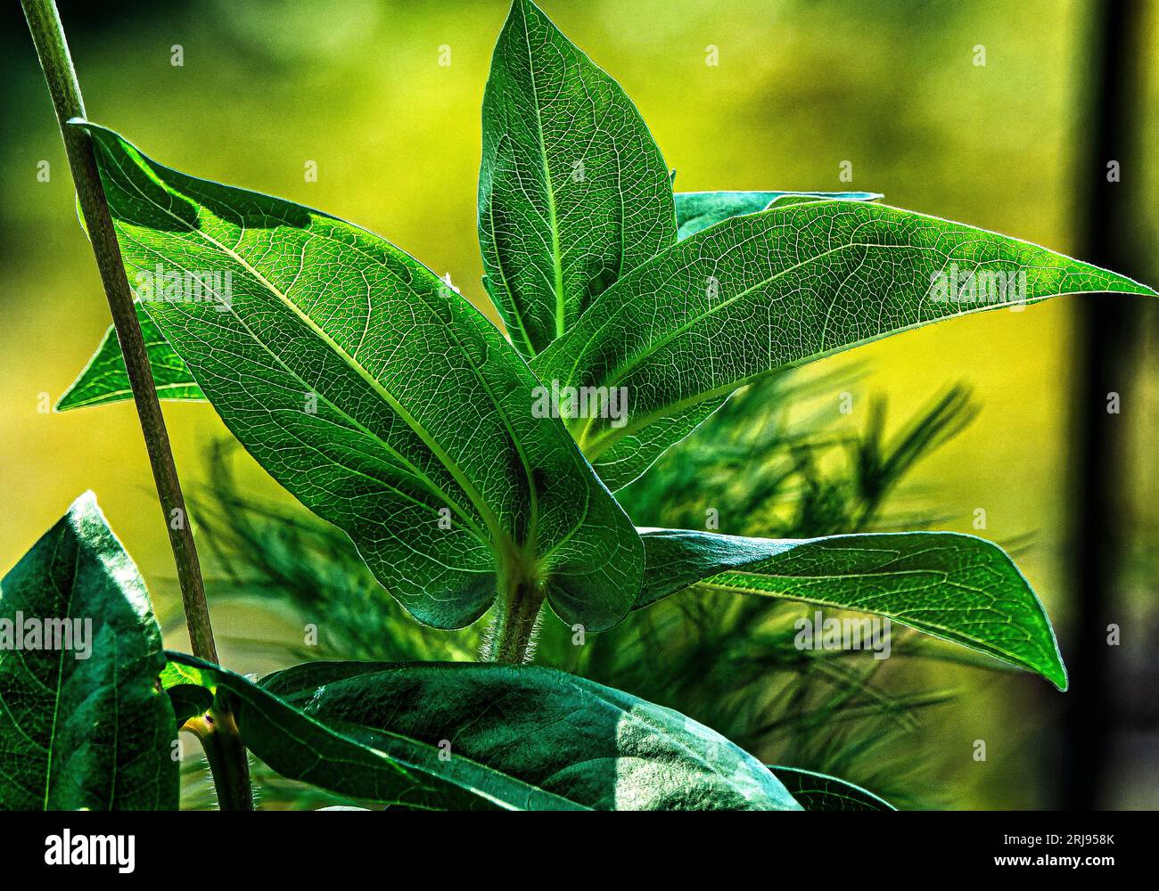 Glowing leaf patterns hi-res stock photography and images - Alamy