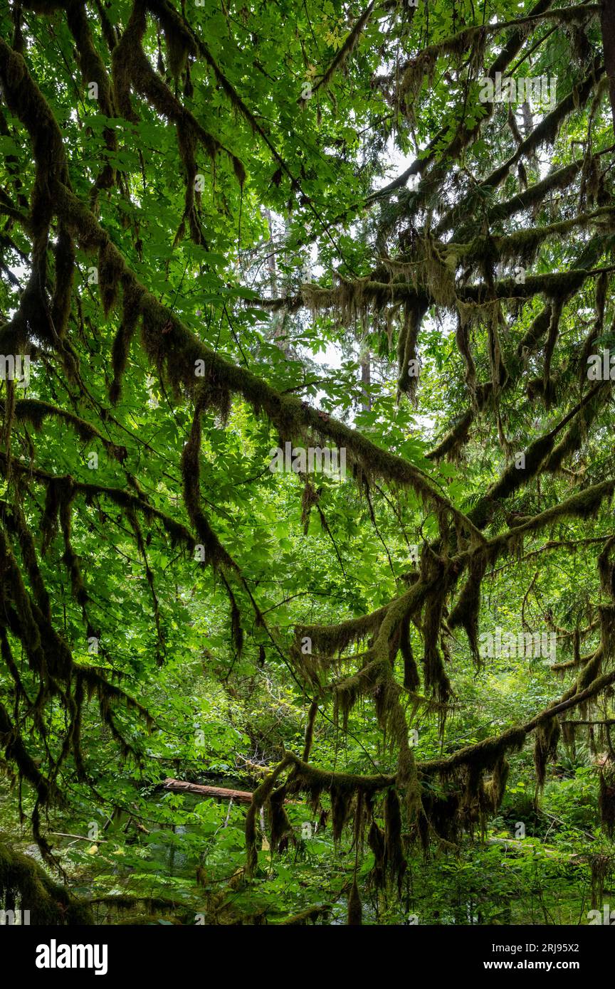Heavily moss-draped trees on Hall of Mosses Trail in Hoh National ...