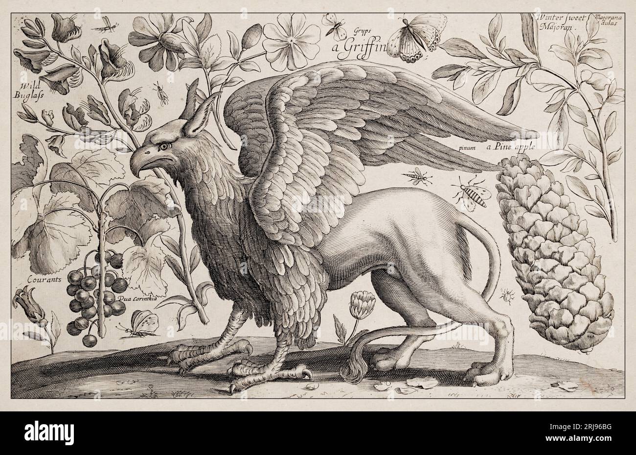 Etchings of mythical creatures hi-res stock photography and images - Alamy