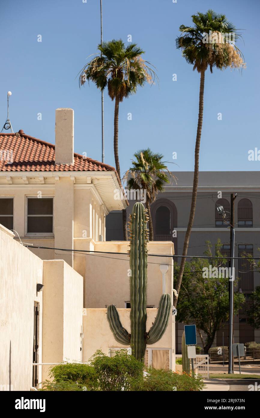 Yuma, Arizona, USA - May 27, 2022: Afternoon sun shines on a cactus and ...