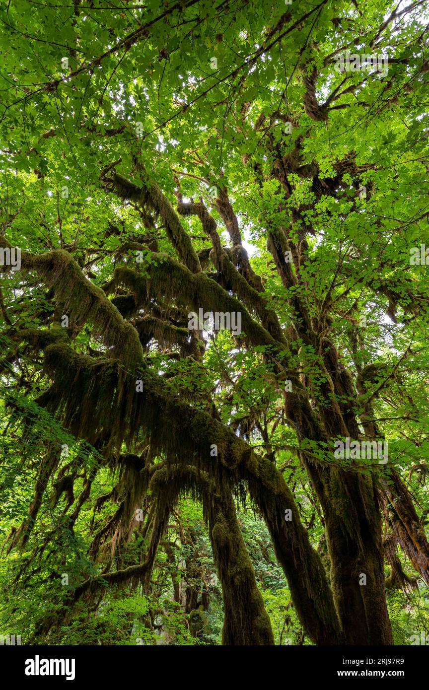 Heavily moss-draped trees on Hall of Mosses Trail in Hoh National ...