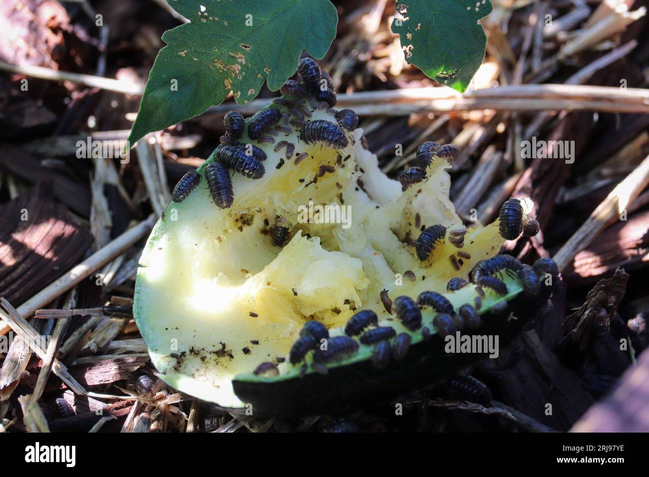Pill bug eating hi-res stock photography and images - Alamy