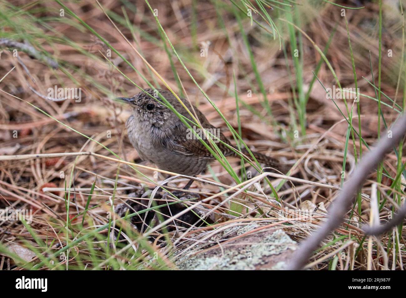Native wren hi-res stock photography and images - Alamy