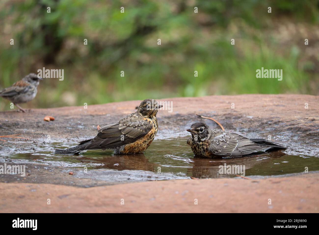 Puddle water in desert hi-res stock photography and images - Alamy